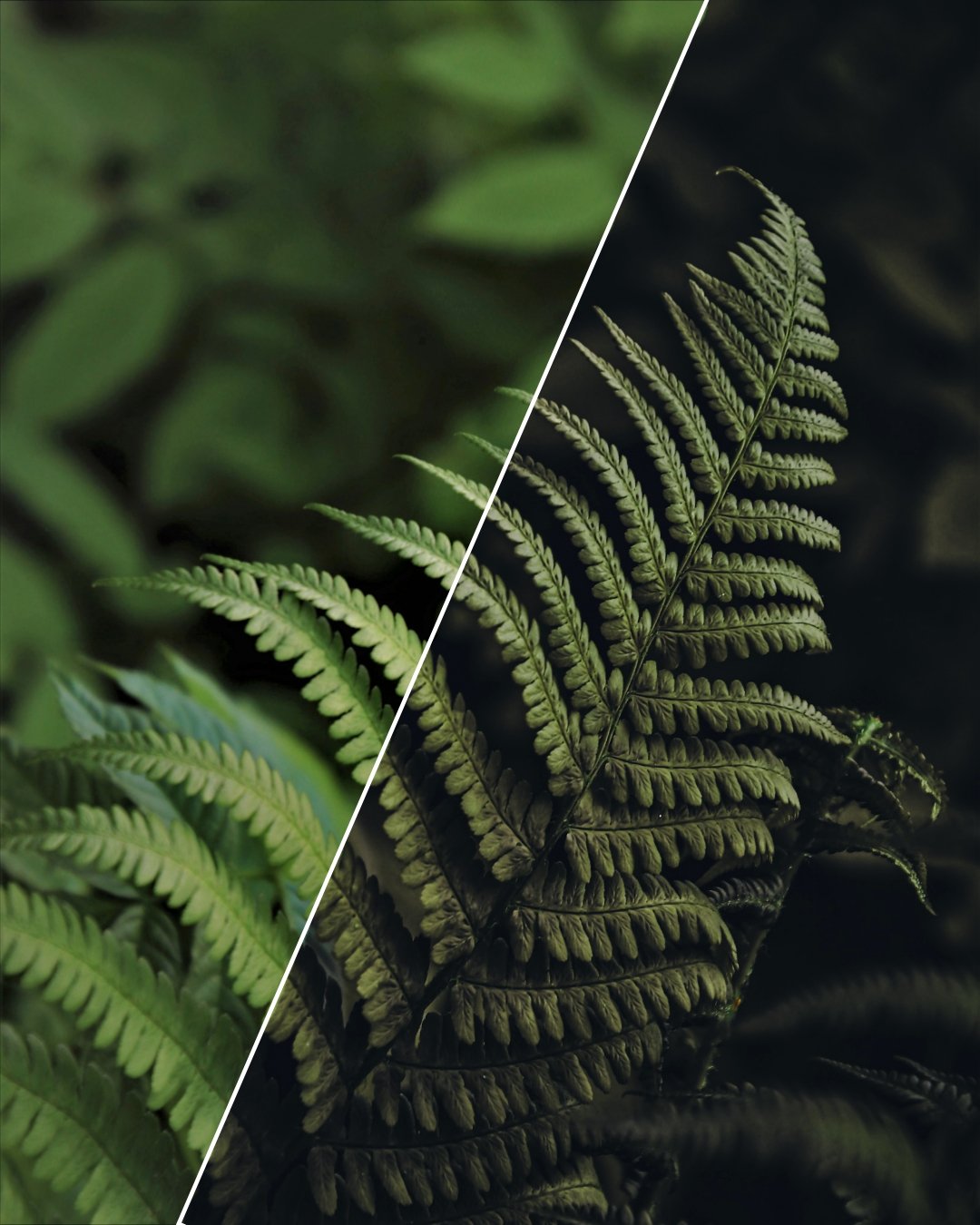 FREE CINEMATIC GREENS MOBILE LIGHTROOM PRESET.