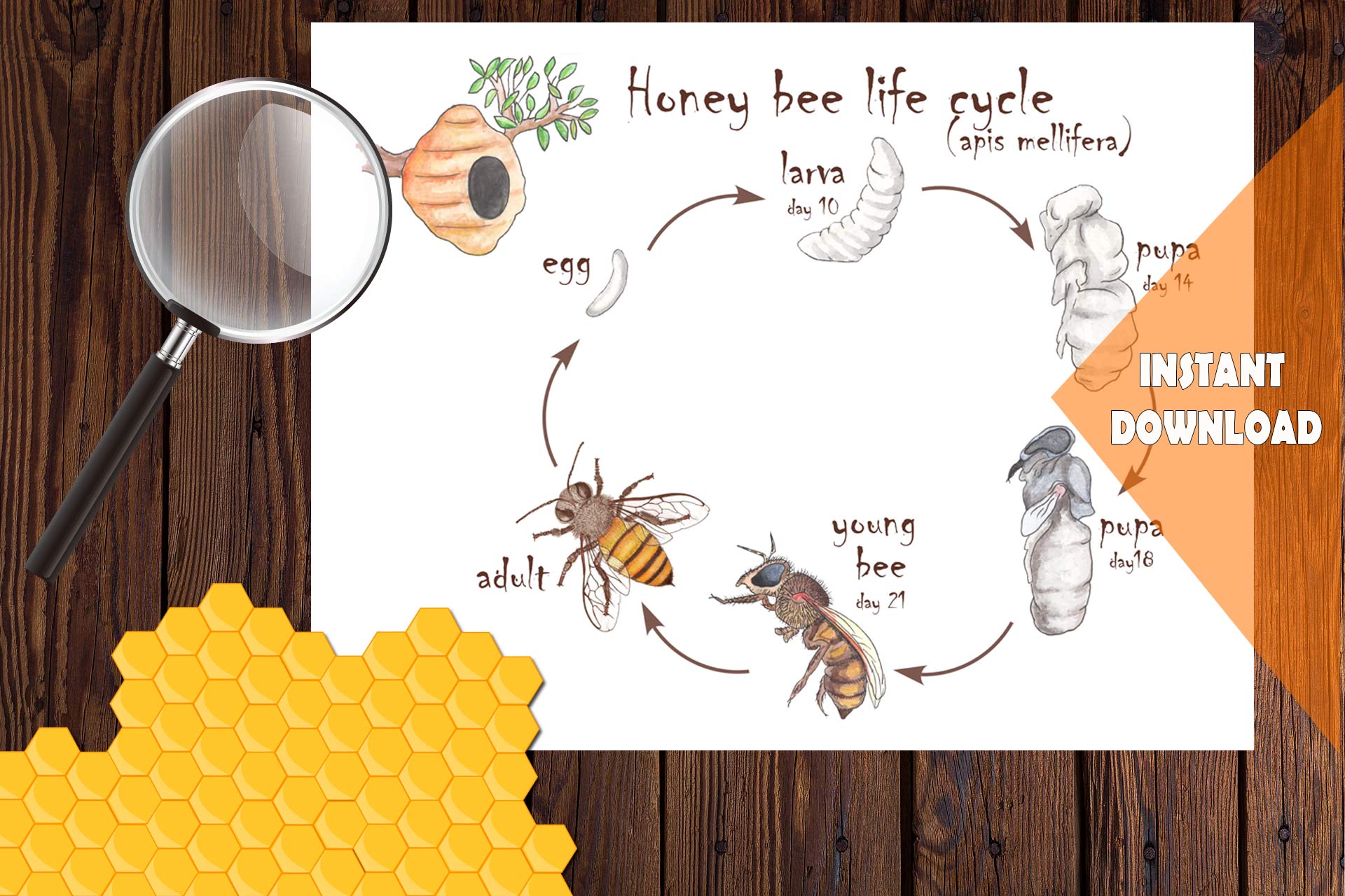 Honey bee ANATOMY & LIFE CYCLE, Body parts, Diagram, Printable handmade ...