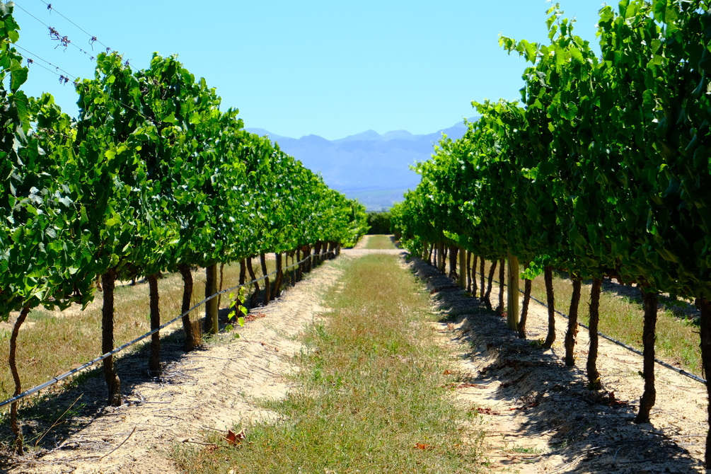 Franschhoek Vinyards