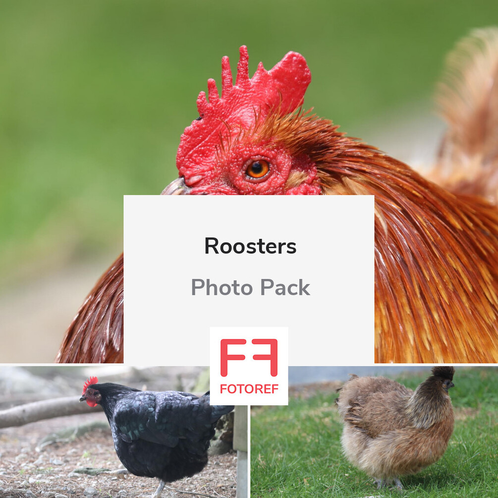 94 photos of Roosters