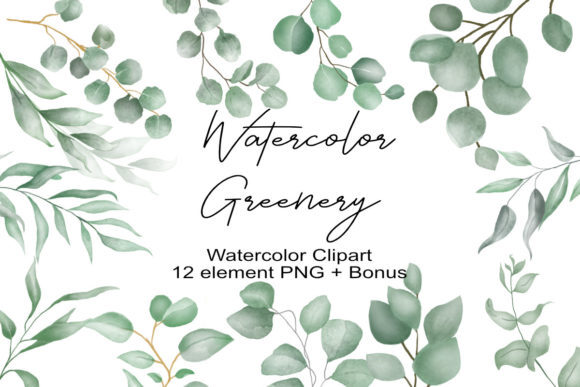 Watercolor Eucalyptus Clipart