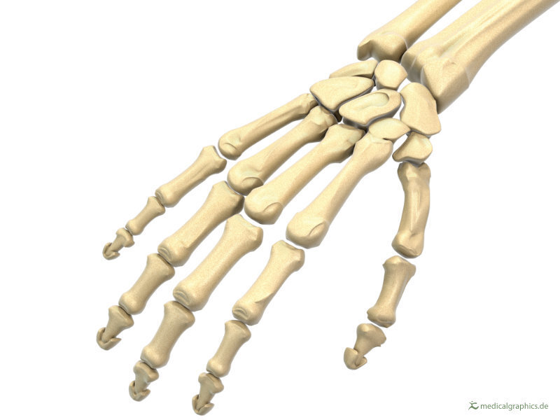 Illustration Knochen Hand / Bones hand