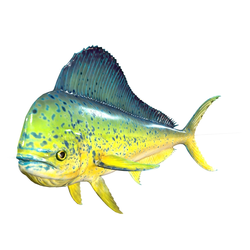 DORADO FISH TROUT PEA SHARK SALMON 3D MODEL BASS OCTOPUS ANIMATED 3D ...