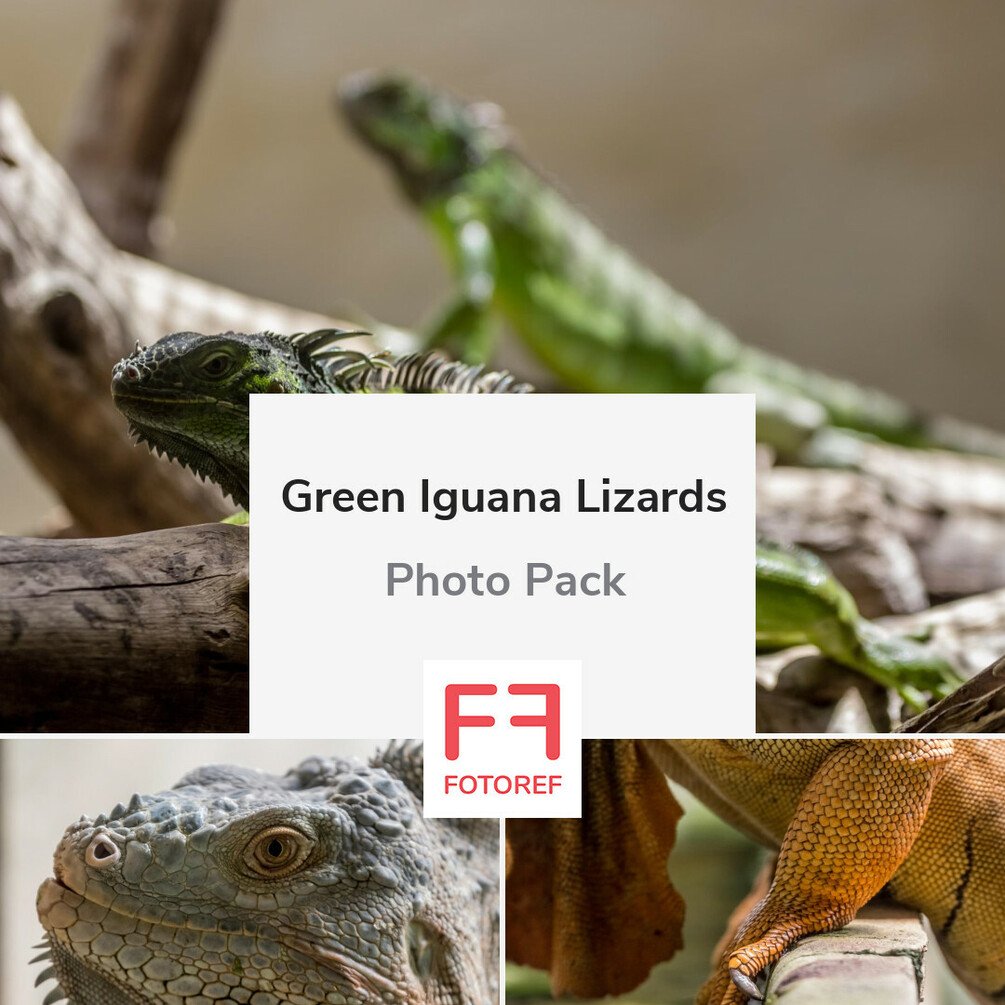 149 photos of Green Iguana Lizards
