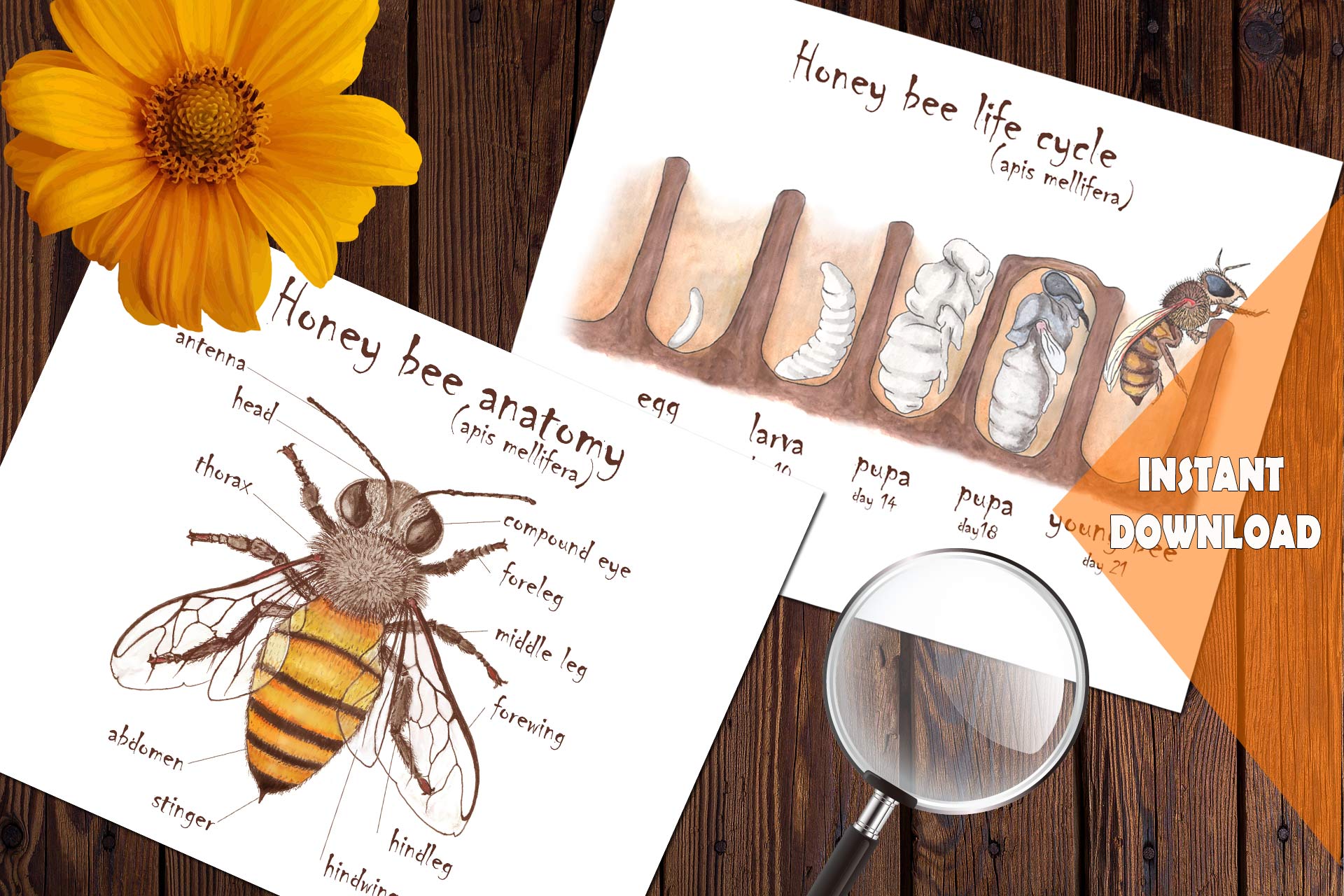 Honey bee ANATOMY & LIFE CYCLE, Body parts, Diagram, Printable handmade ...