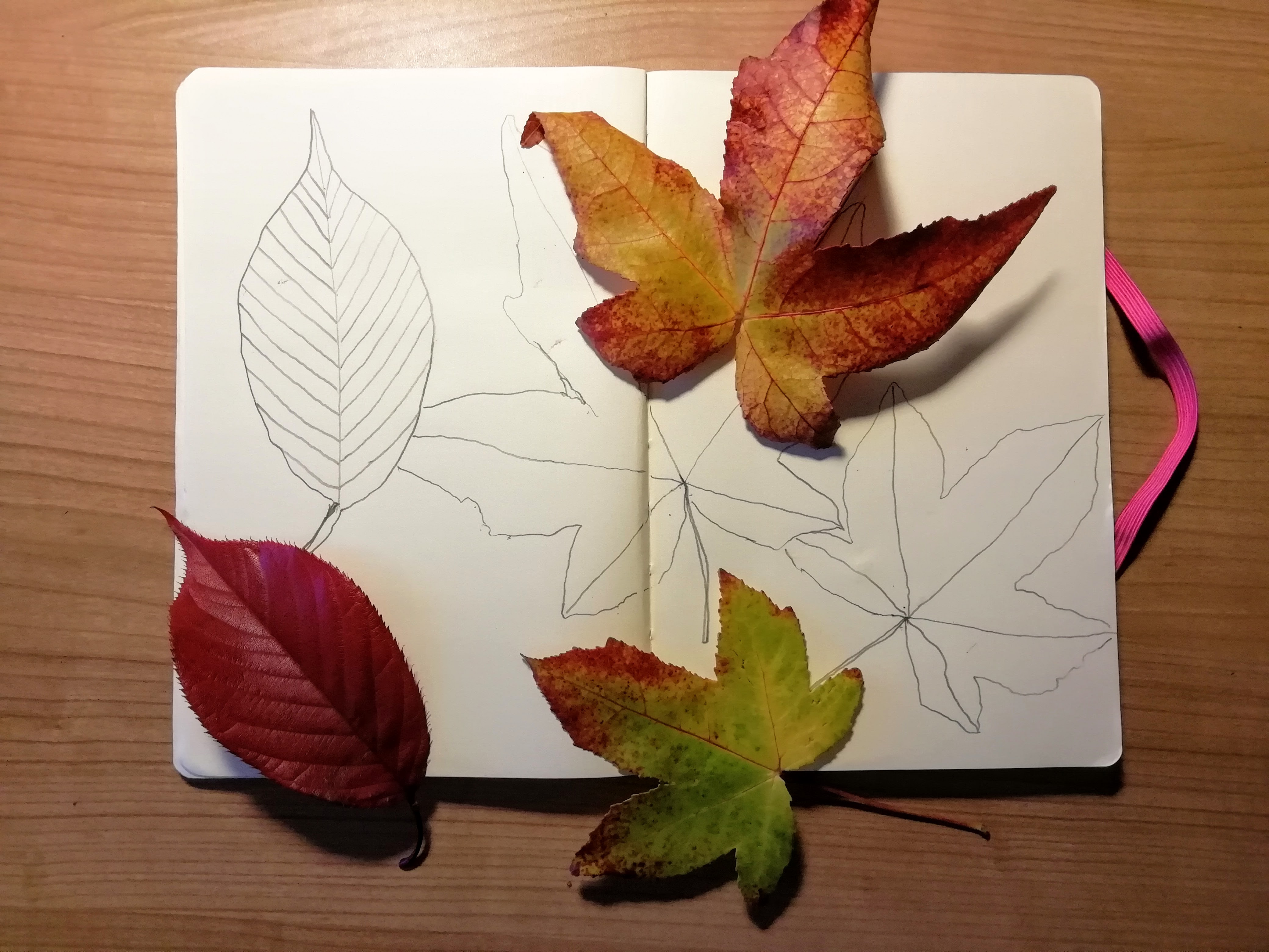 Autumn, leaves, drawing from observation. - Iza, creator of Design ...