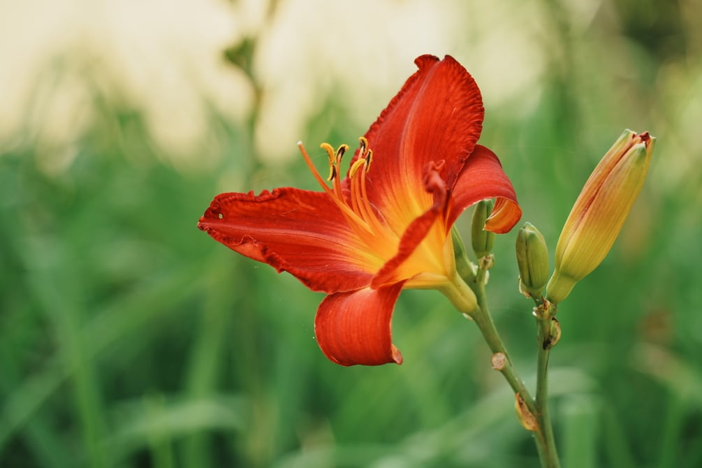 Sony JPEG Film Simulation - PDF Guide