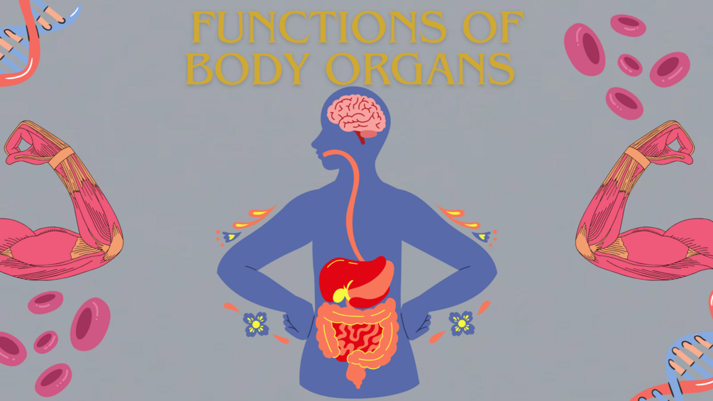 Functions of Body organs