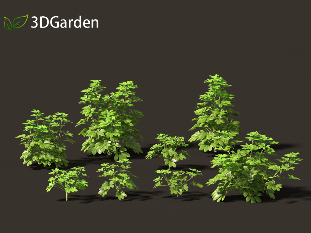 Schefflera octophylla – umbrella plant 01 3D Model