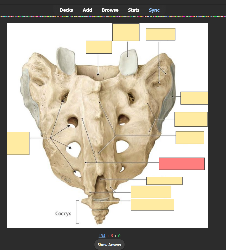 Complete Anatomy Deck Bundle | 1st Semester Mastery with High-Yield ...