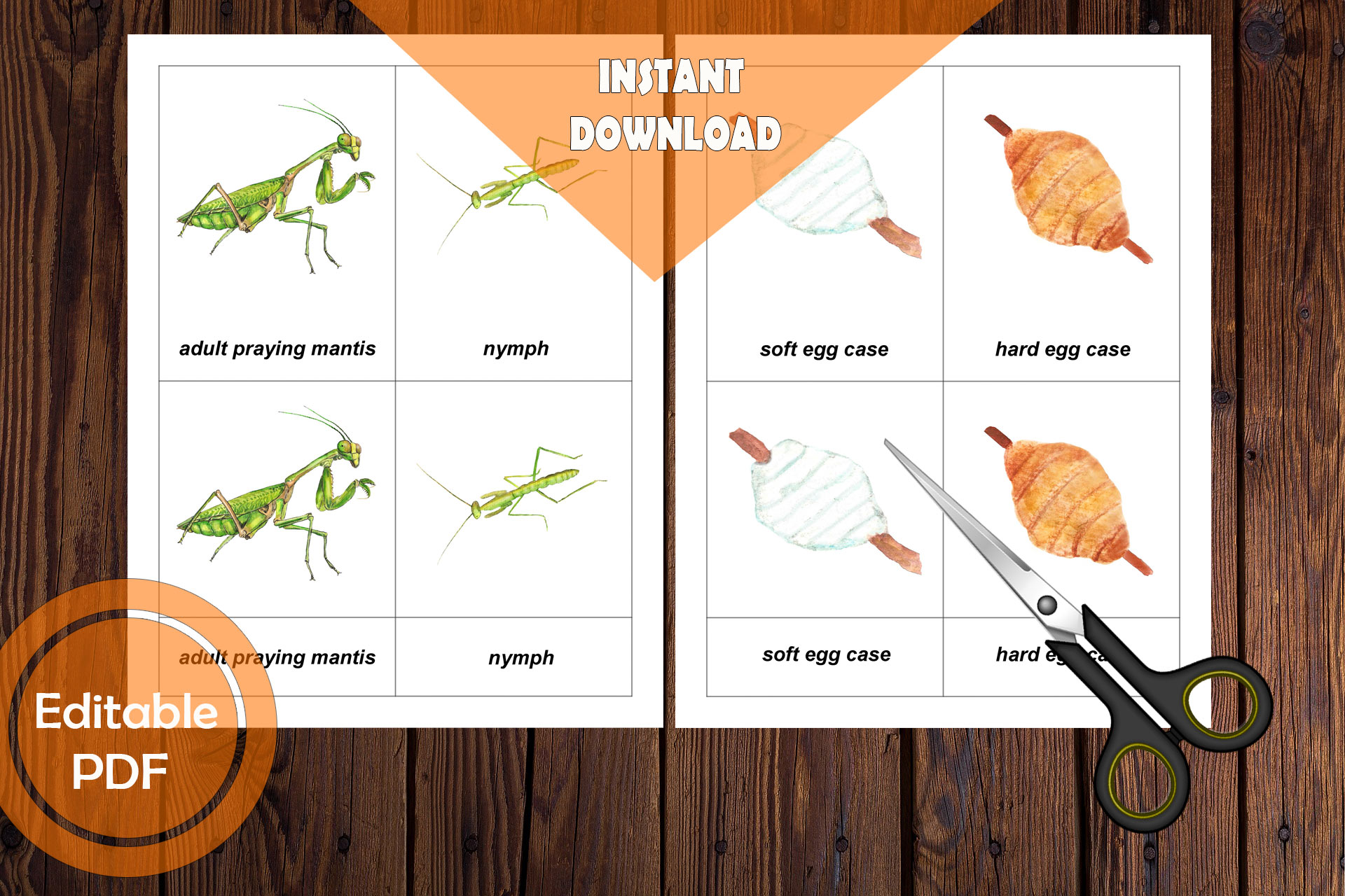 PRAYING MANTIS ANATOMY AND LIFE CYCLE, Body parts, diagram and activities