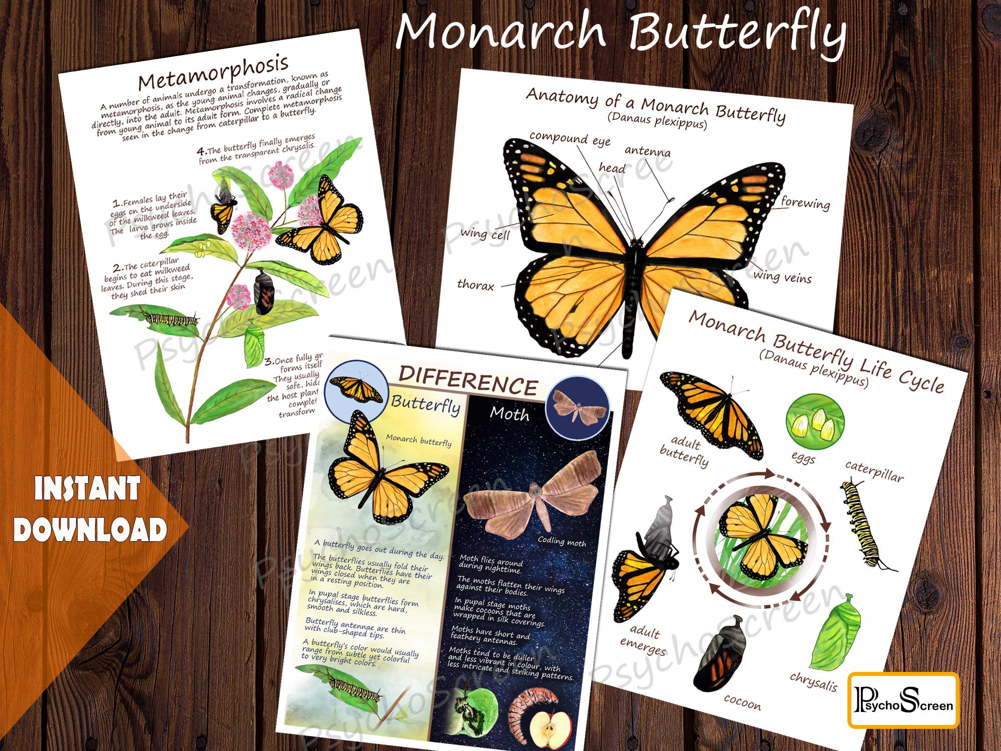 MONARCH BUTTERFLY Unit Study, MEGA Printable butterfly - anatomy, life ...