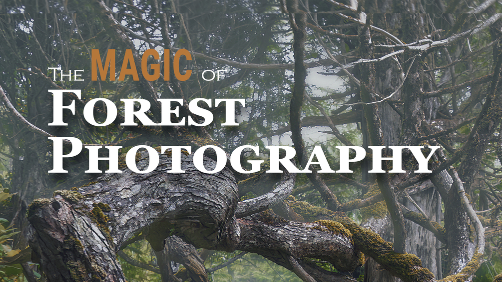 The Magic of Forest Photography