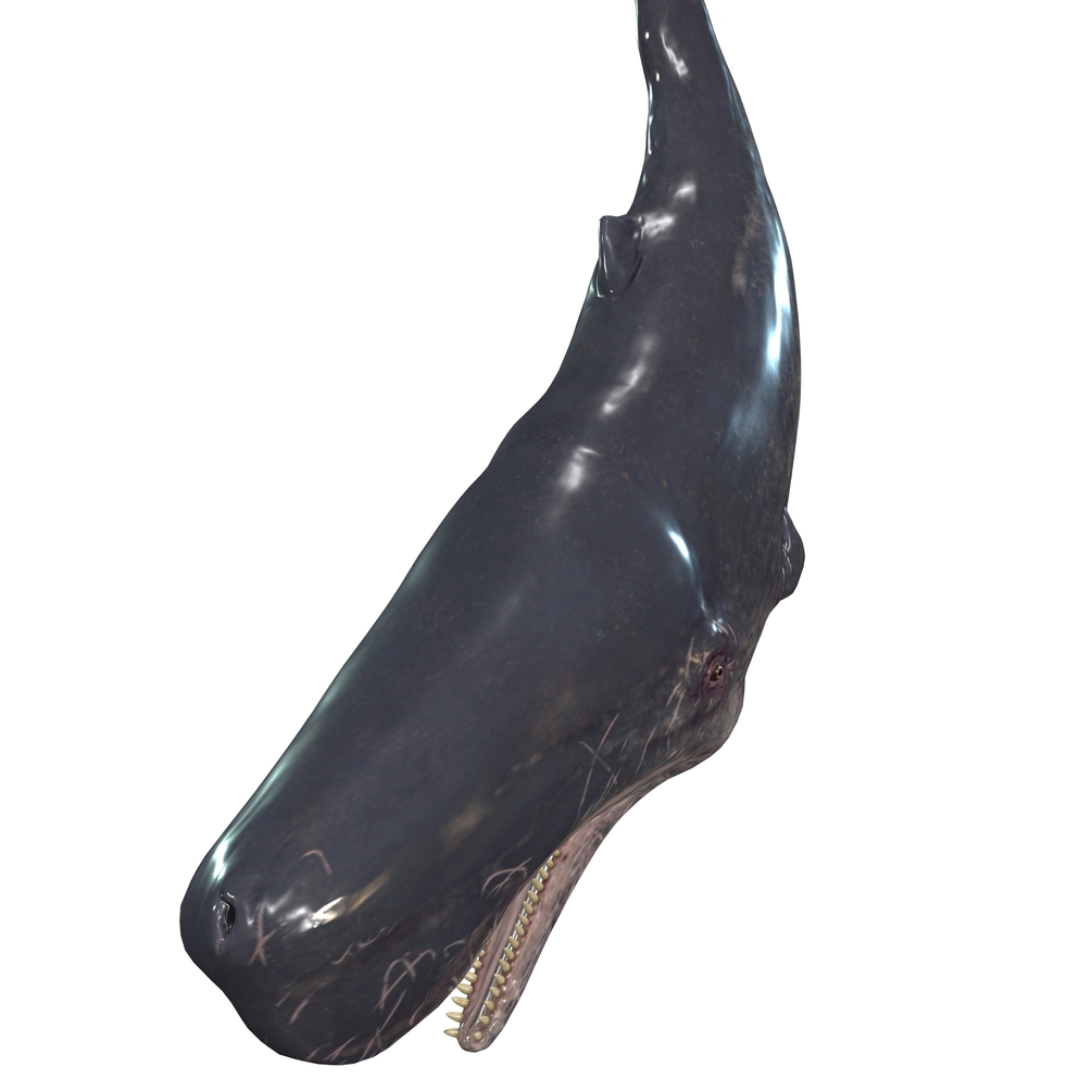 WHALE SPERM WHALE MOBY DICK ORCA KILLER WHALE DOLPHIN FISH SEA CREATURE ...