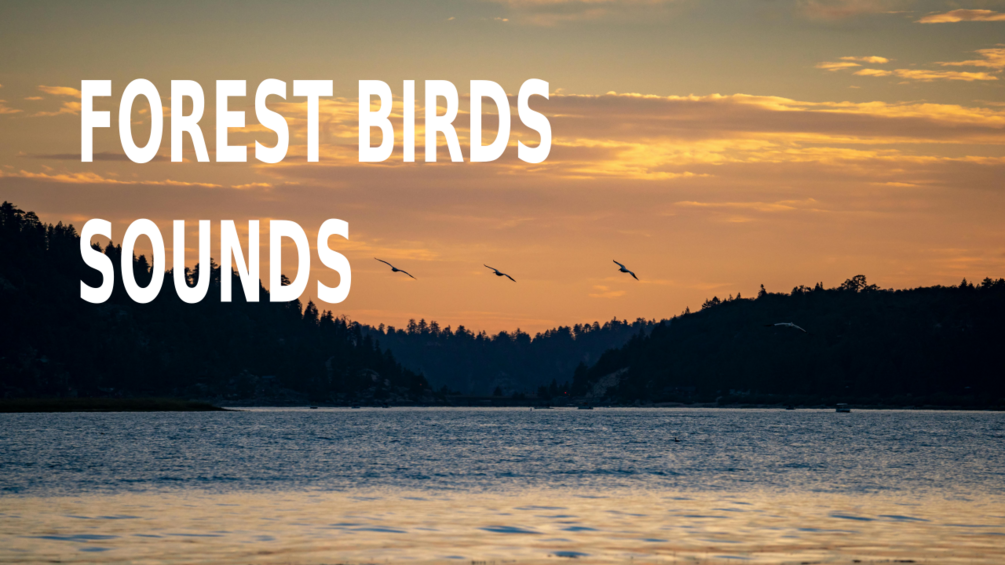 Forest Birdsong Nature Sounds Relaxing