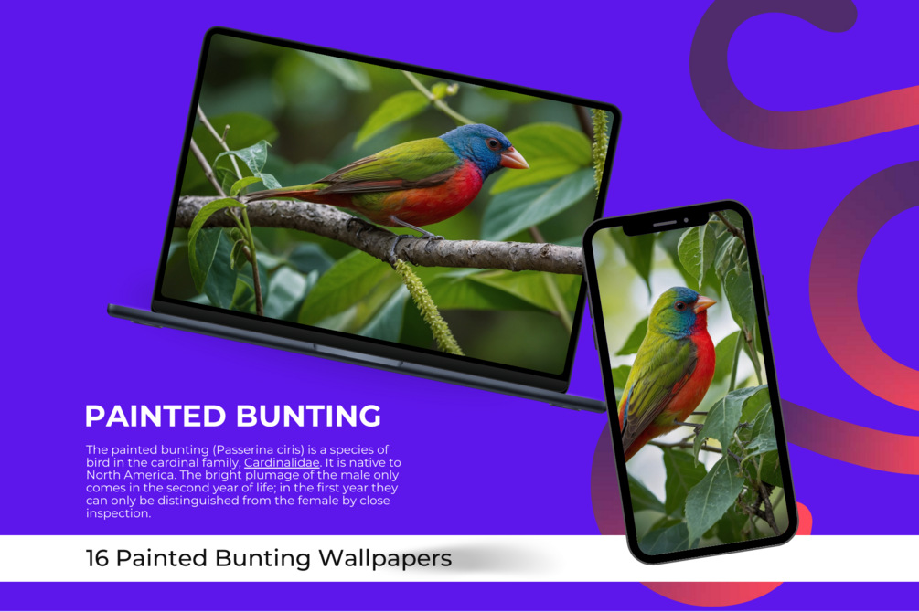 16 Painted Bunting Wallpapers