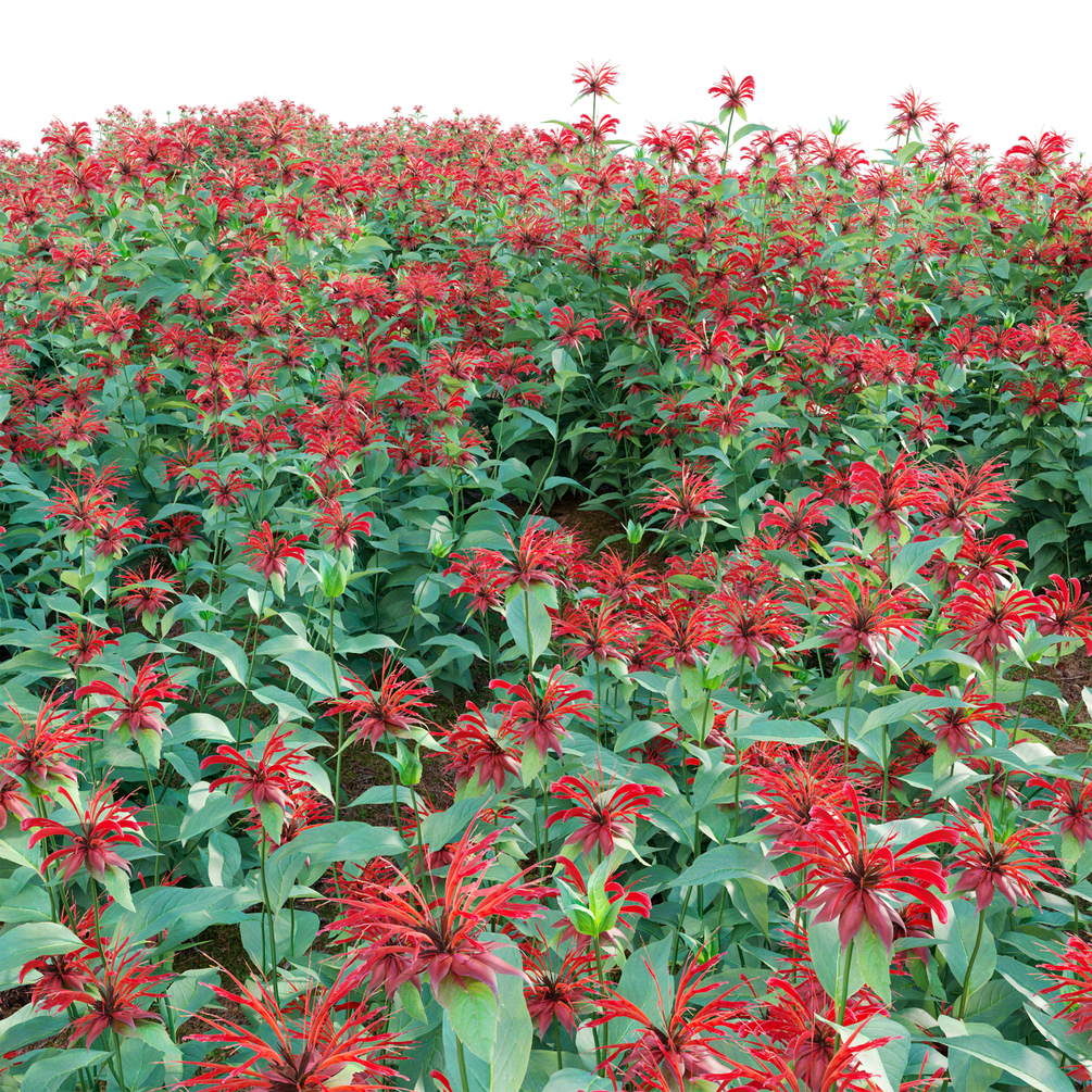 Monarda didyma - Bee Balm - Bergamot - Oswego tea (3D Model)