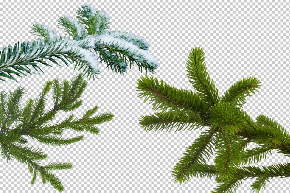70 Fir Tree Branches Photo Overlays, Branches clipart, Christmas Tree ...