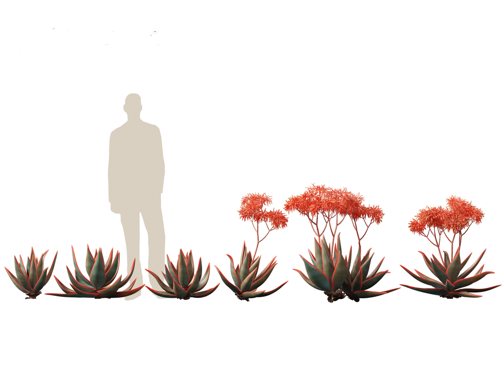 Aloe striata - coral aloe 3D Model