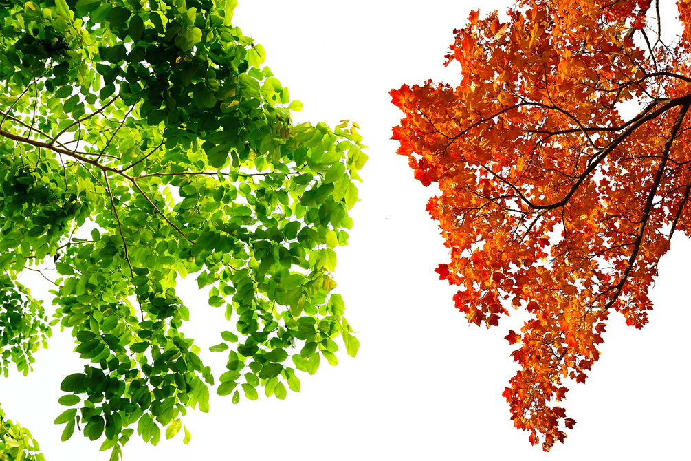 175 Branches Photo Overlays, shooting through branches, tree, green ...