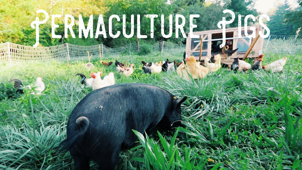 Permaculture Pigs - Premium Edition