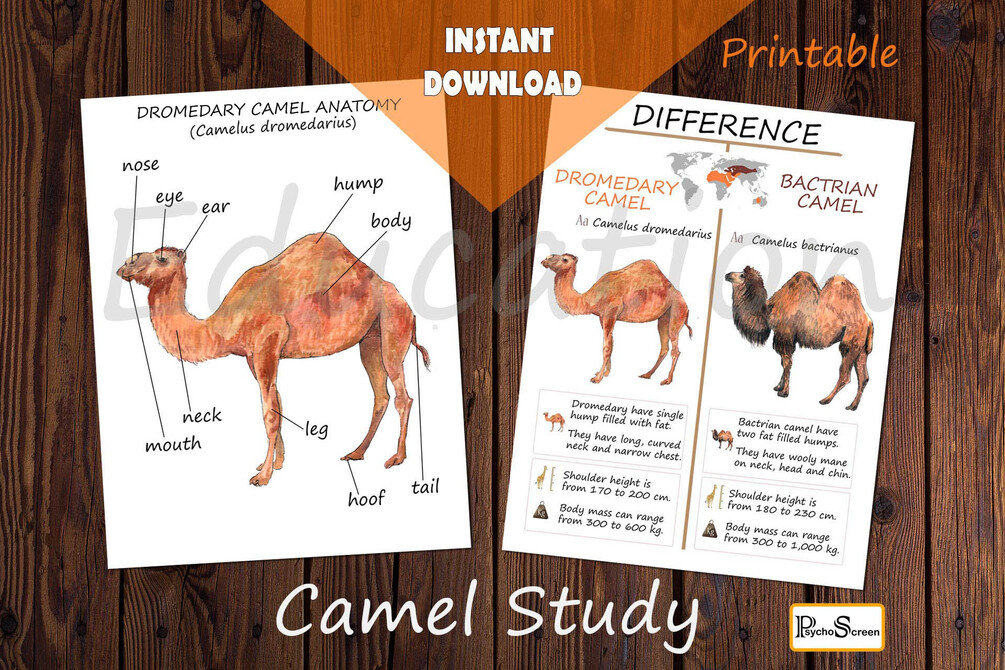 CAMEL busy binder pack, Dromedary & Bactrian Posters, Difference poster ...