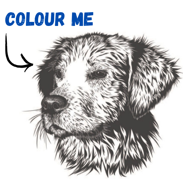 A Fun & Relaxing Colouring Experience for All Ages! 🎨