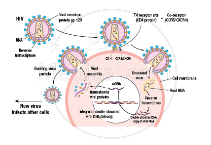 Illustration of HIV virus replication
