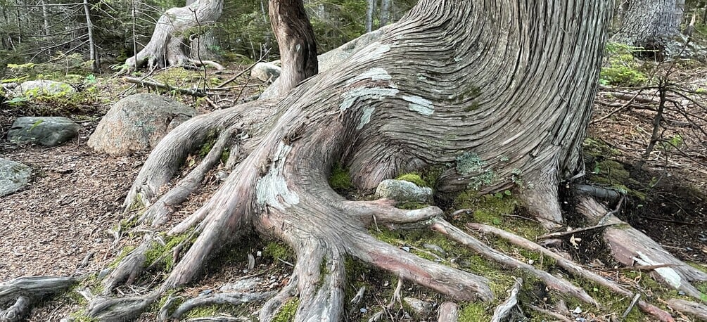 Trees, Roots and Rocks (Artist Reference Photos)