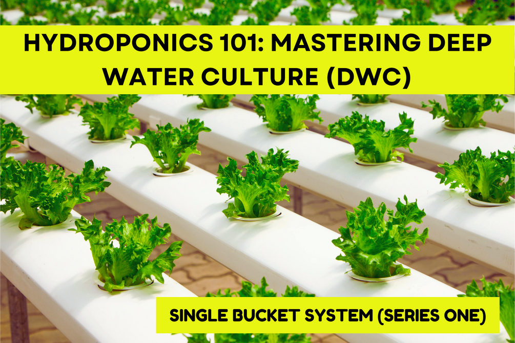 HYDROPONICS 101: MASTERING DEEP WATER CULTURE (DWC) - SINGLE BUCKET ...