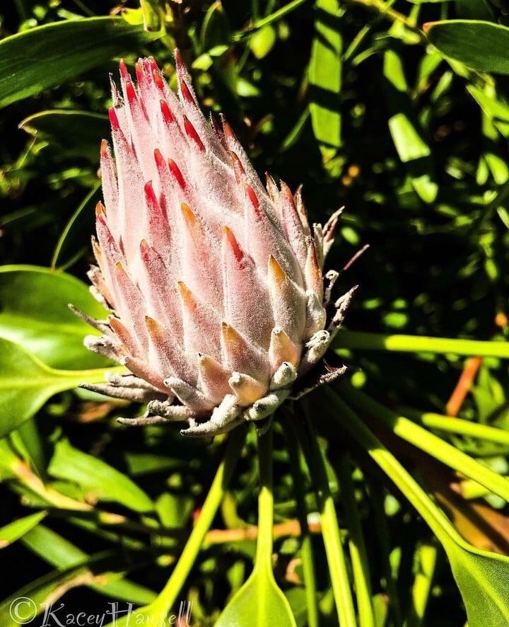 Kacey Hansell Photography