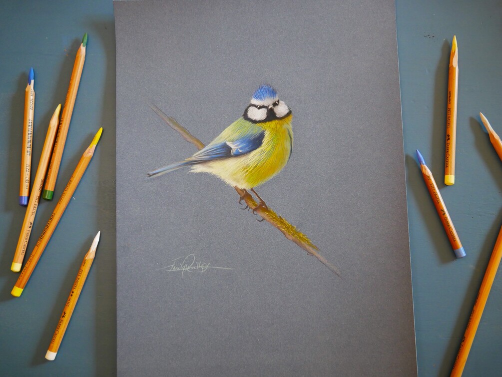 Blue Tit Tutorial - Intermediate Pastel Pencil Class