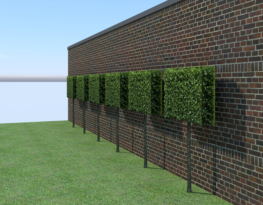 Pleached Tree Vectorworks Model