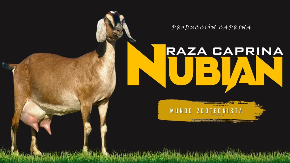 Raza Caprina NUBIAN