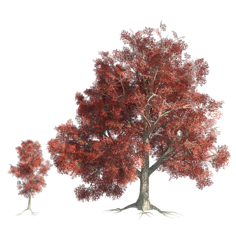 Free Green and red leaf maple trees 3d model
