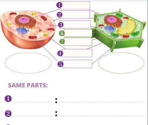 Animal and Plant cells parts (Science 5th grade)