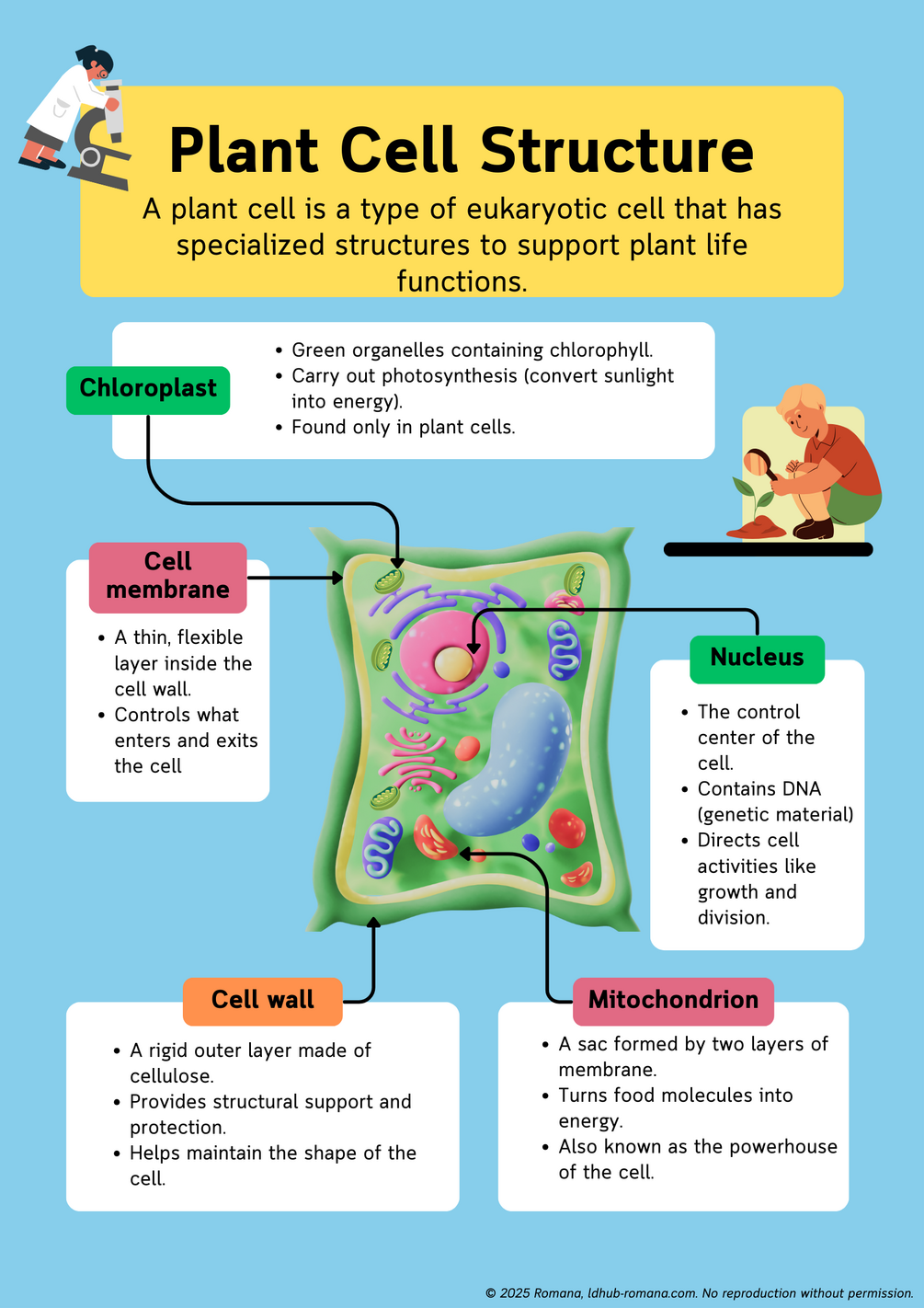 Plant Cell Structure Poster