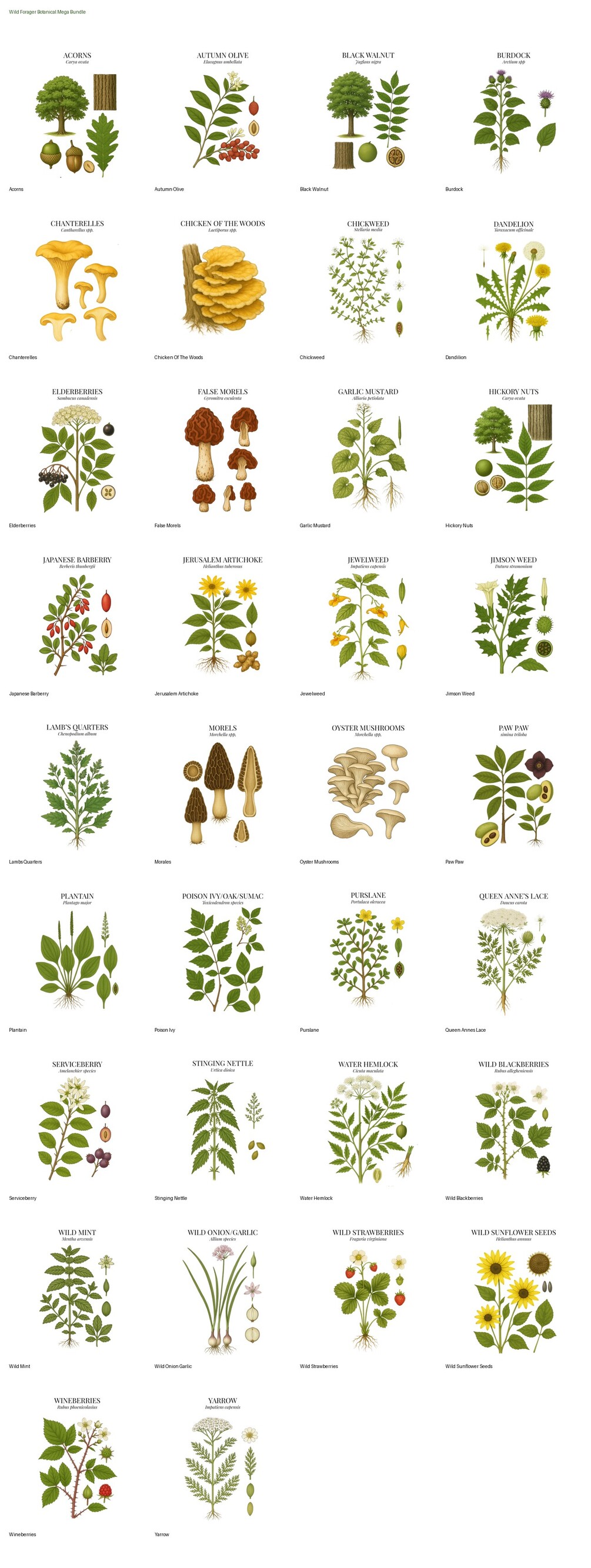 Wild Forager's Treasury: Complete Botanical Illustration Collection (38 ...