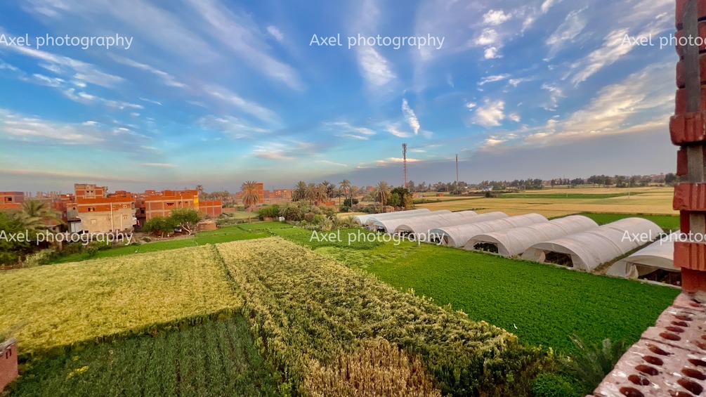 group of 40 pictures of nature in the Arab countryside