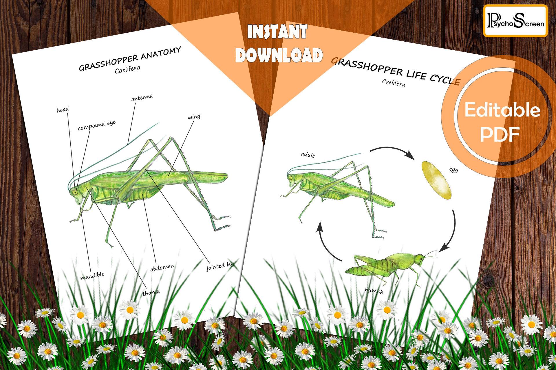 GRASSHOPPER anatomy and Life cycle, Editable PDF, Watercolor printable