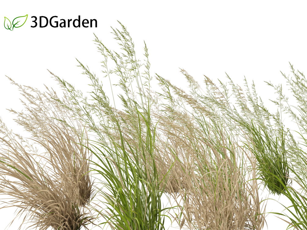 Arrhenatherum elatius – False oat-grass 02 3D Model