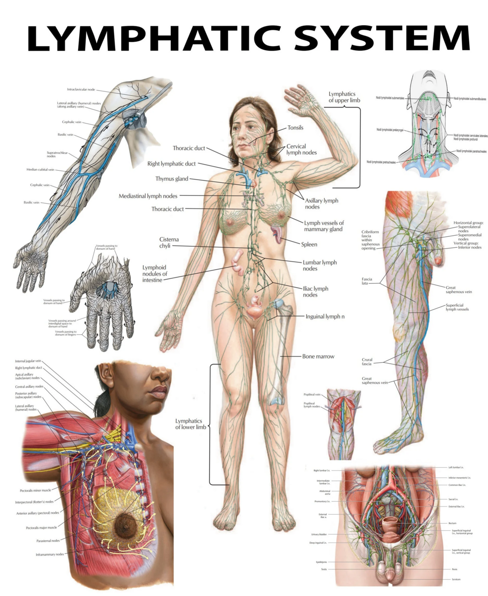 The Lymphatic System: A Comprehensive Visual Guide PDF HQ FILE