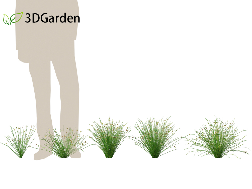 Isolepis cernua - Slender Club-rush 3D Model