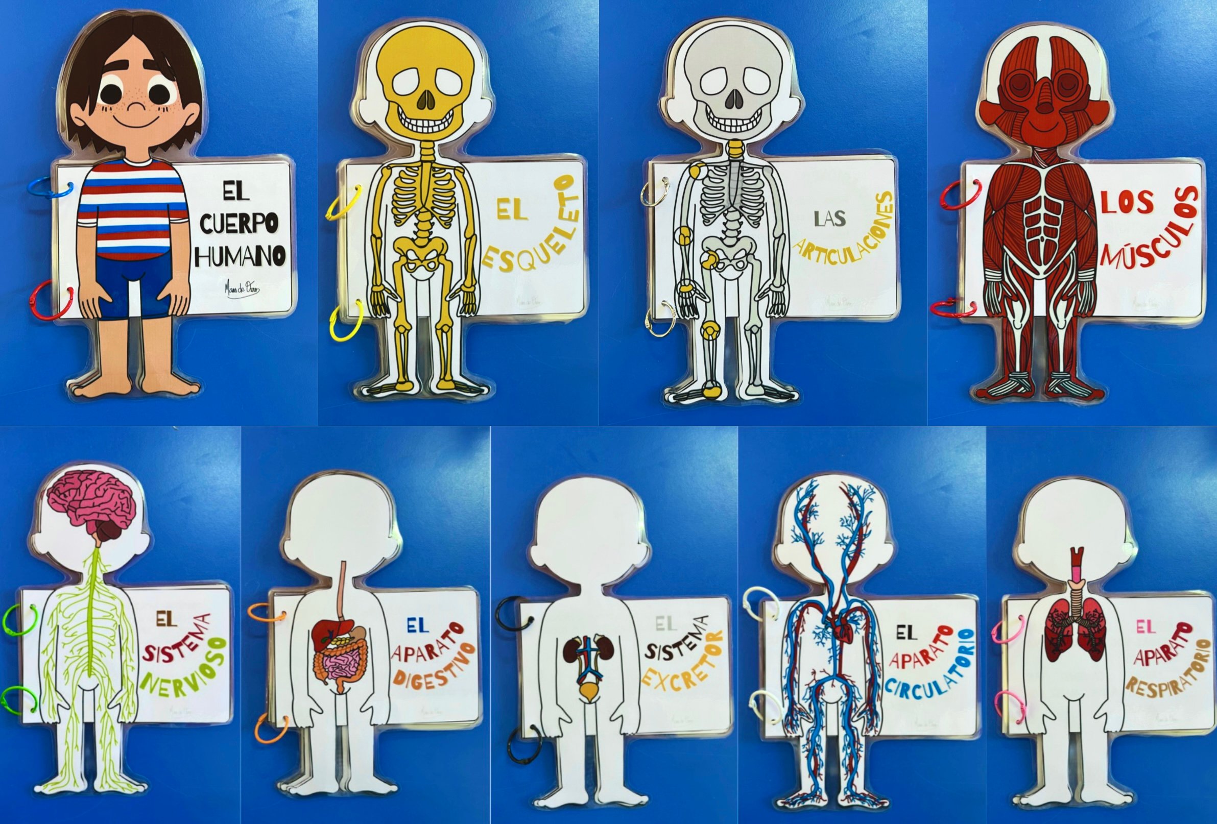 Sistemas Del Cuerpo Humano Imprimibles