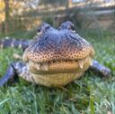 Bento's VRChat Crocodile