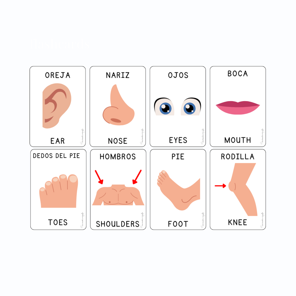 Flashcards de las partes del cuerpo (español-inglés)
