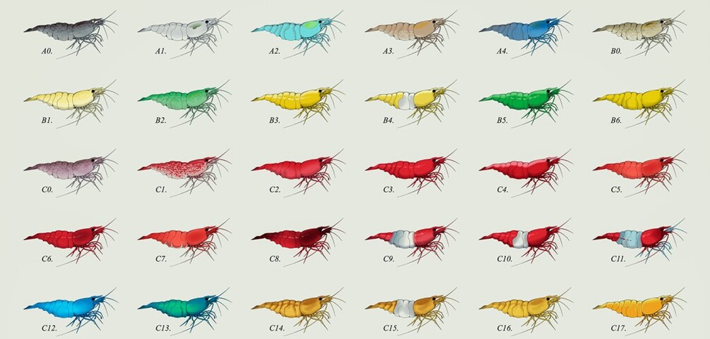 Neocaridina shrimp poster