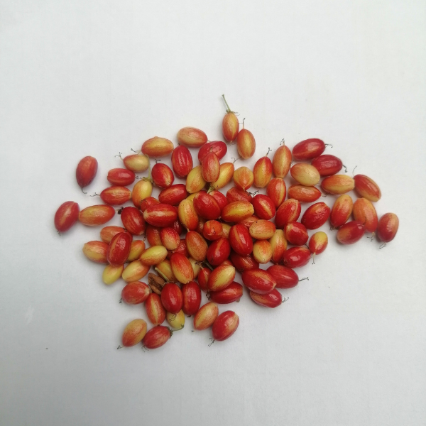 coca seeds 100% organic garden plant seeds & tropical high germination ...