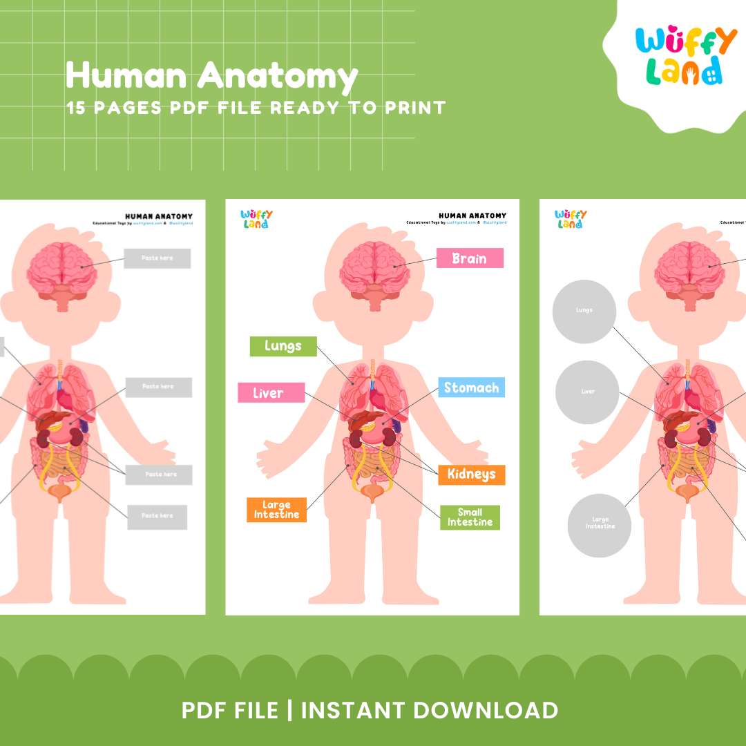 Human Anatomy Busy Book, Human Anatomy Activity, Biolgy for Kids ...