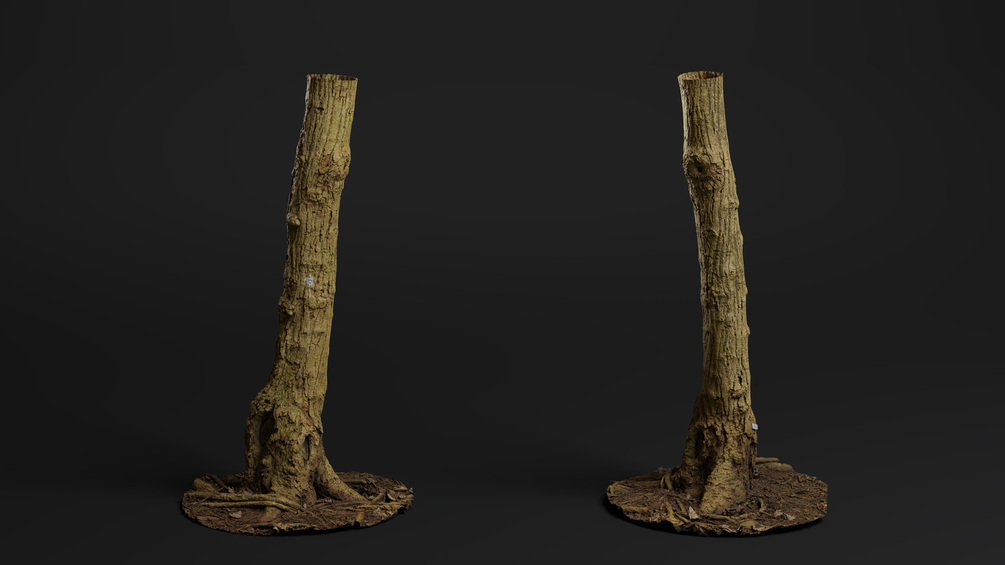 Majagua Bark_logal (Asset)